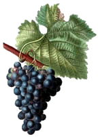 Distillati - Vinacciolo.it: Vino, Sommelier, Gusto in generale